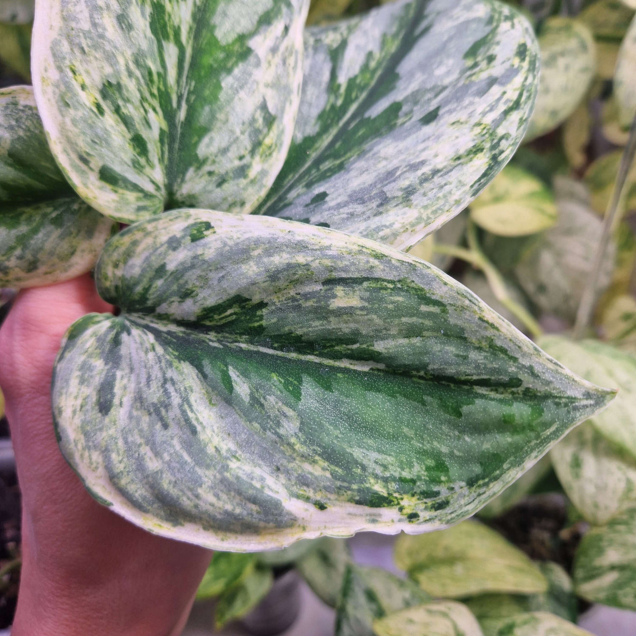 Scindapsus – Rare Plant Depot