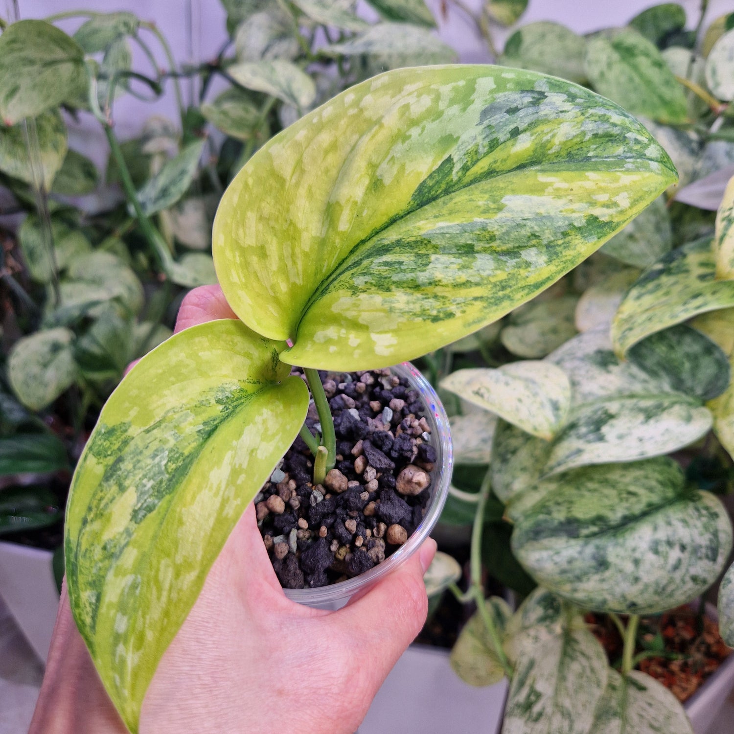 Scindapsus Rajatapura – ukorzeniona sadzonka | RarePlantDepot – Rare ...